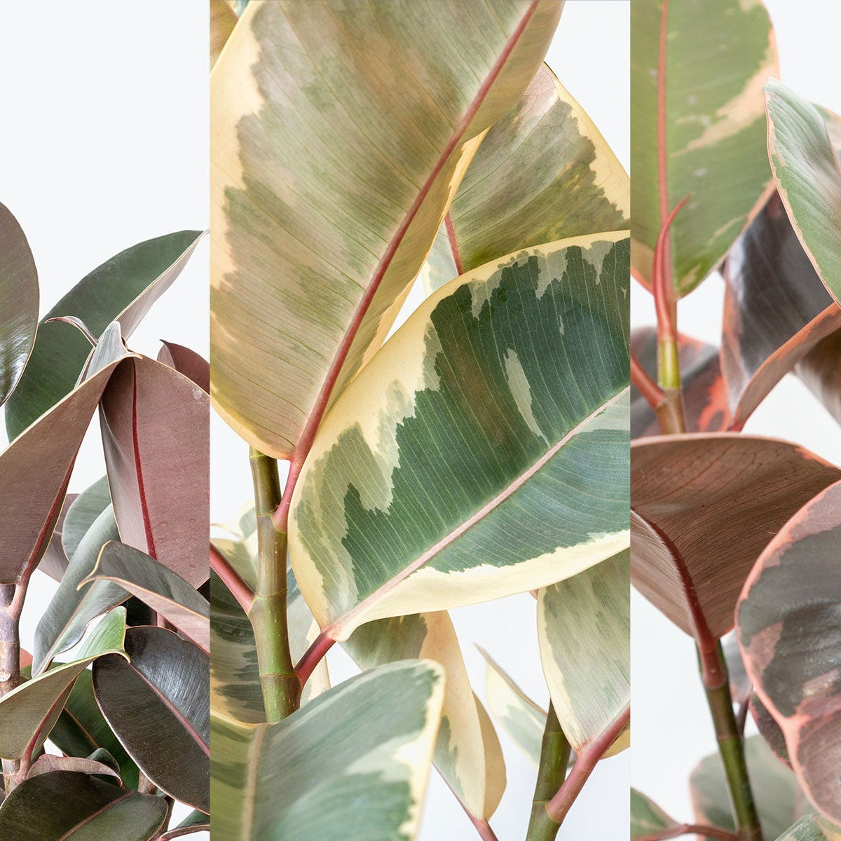 ficus elastica leaf venation