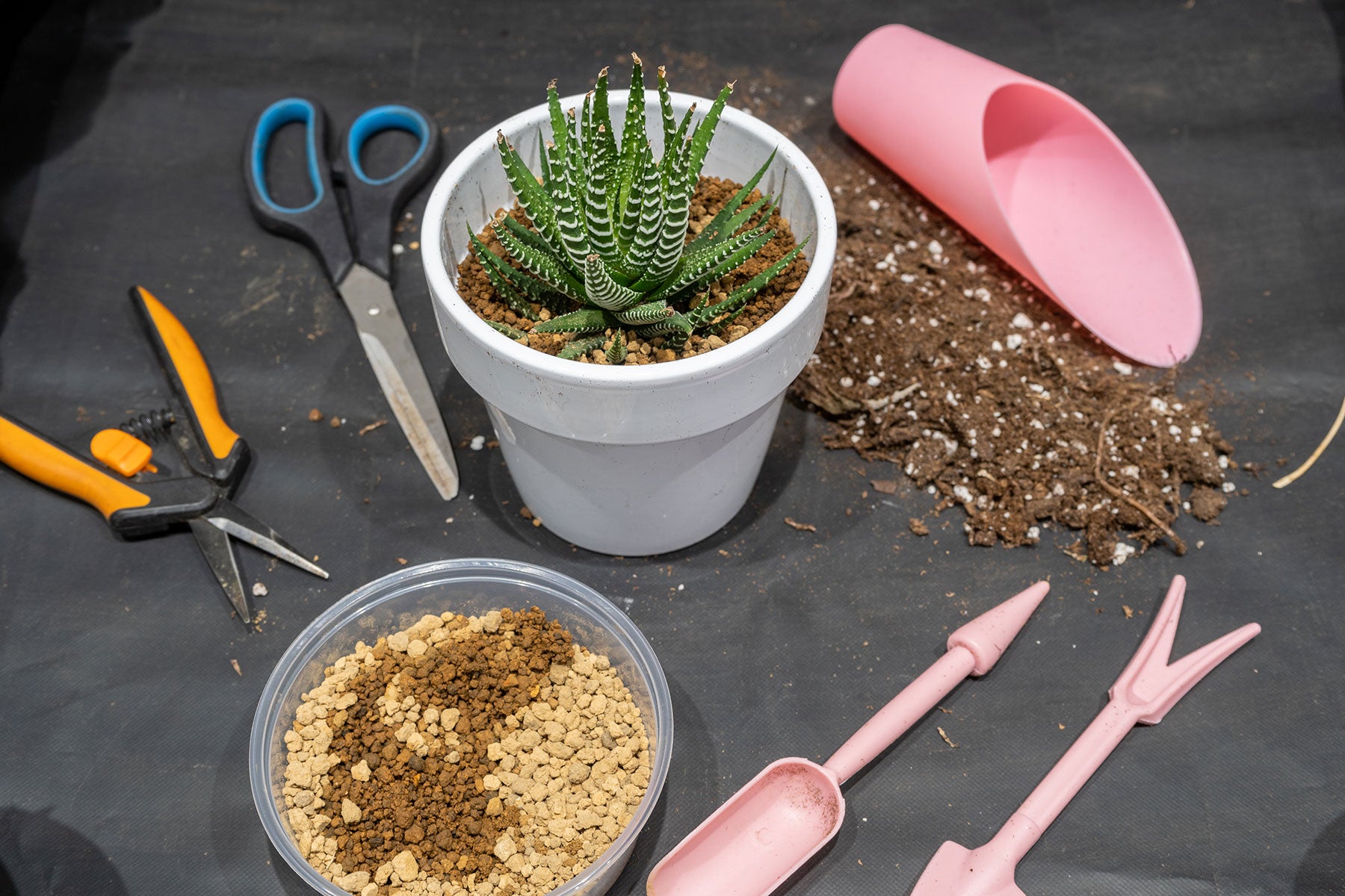 Succulent 101: How to Repot Your Succulent Plant - JOMO Studio