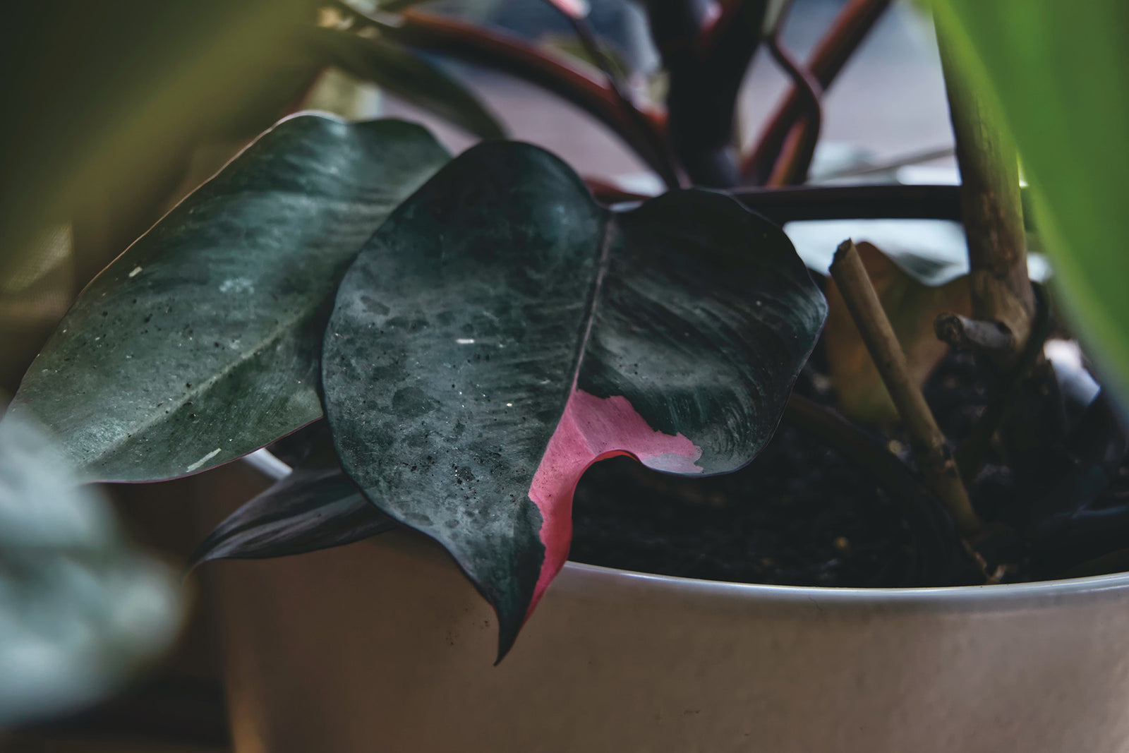 Your Complete Pink Princess Philodendron Care Guide - JOMO Studio