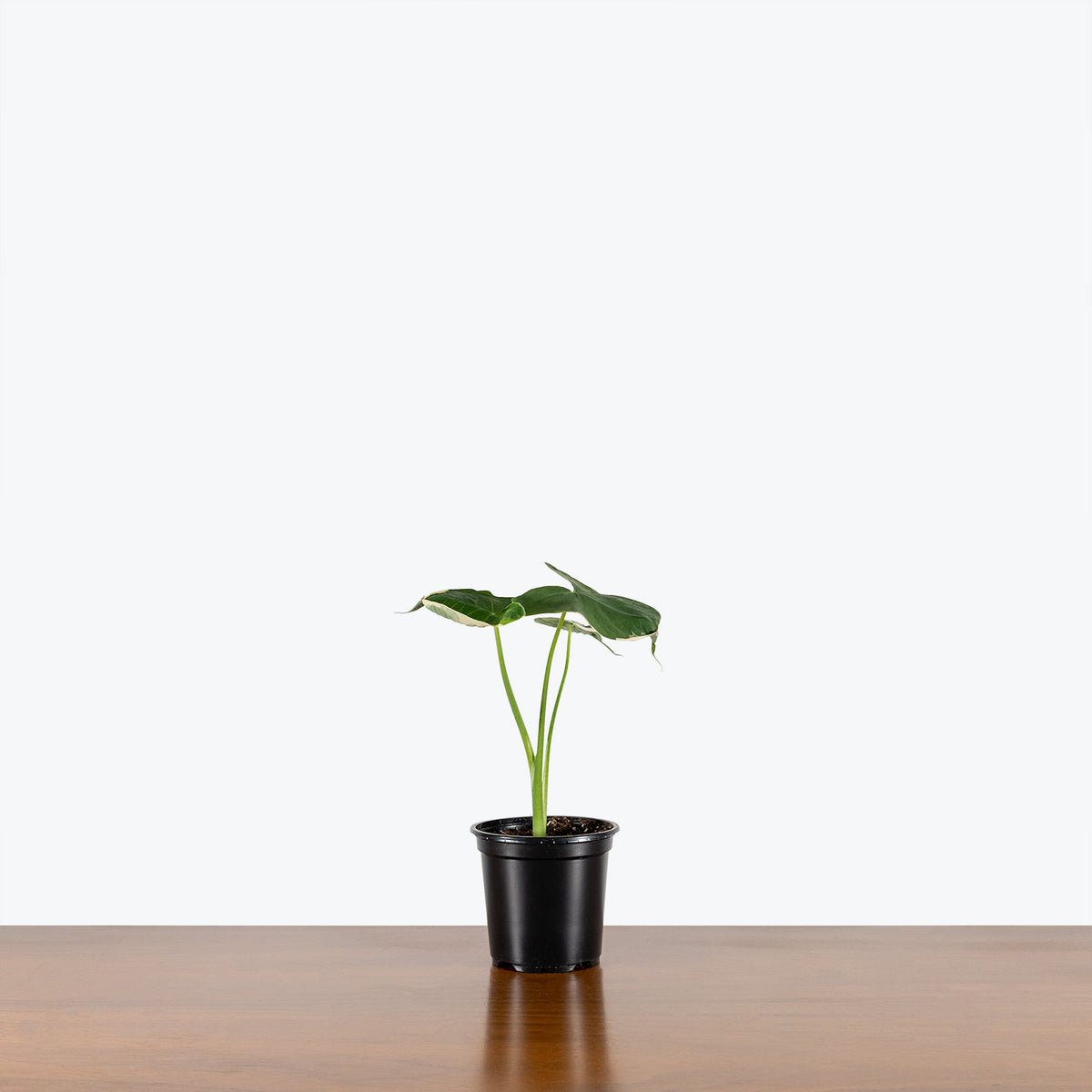 Alocasia Mickey Mouse - House Plants Delivery Toronto - JOMO Studio