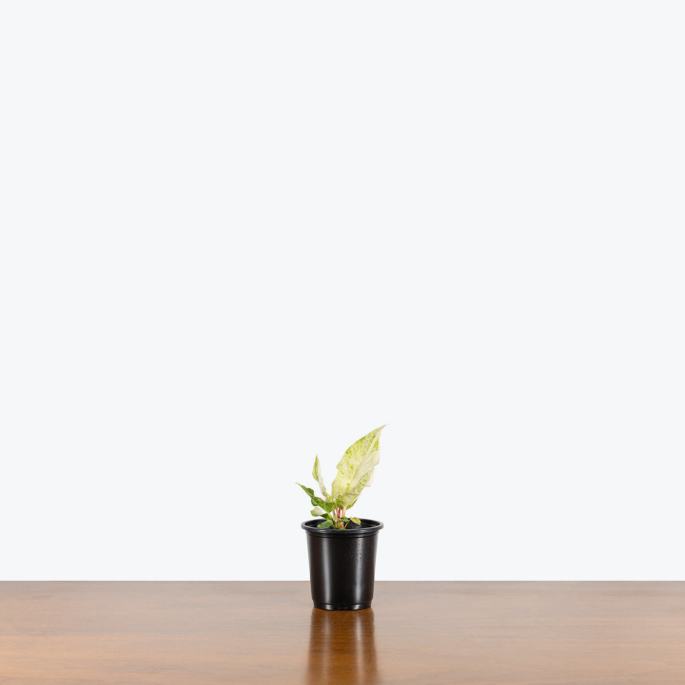 Anthurium Hookeri Variegata | Care Guide and Pro Tips - Delivery from ...