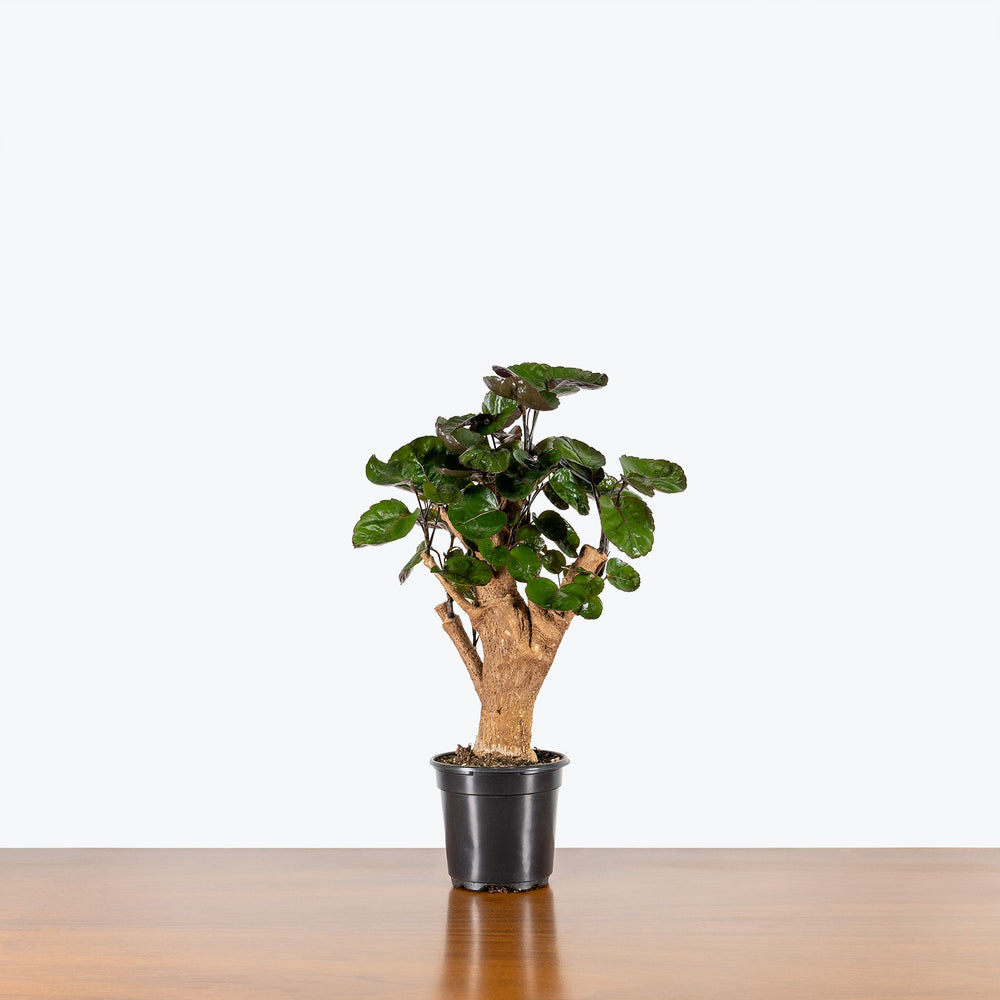 Aralia Fabian Stump - House Plants Delivery Toronto - JOMO Studio