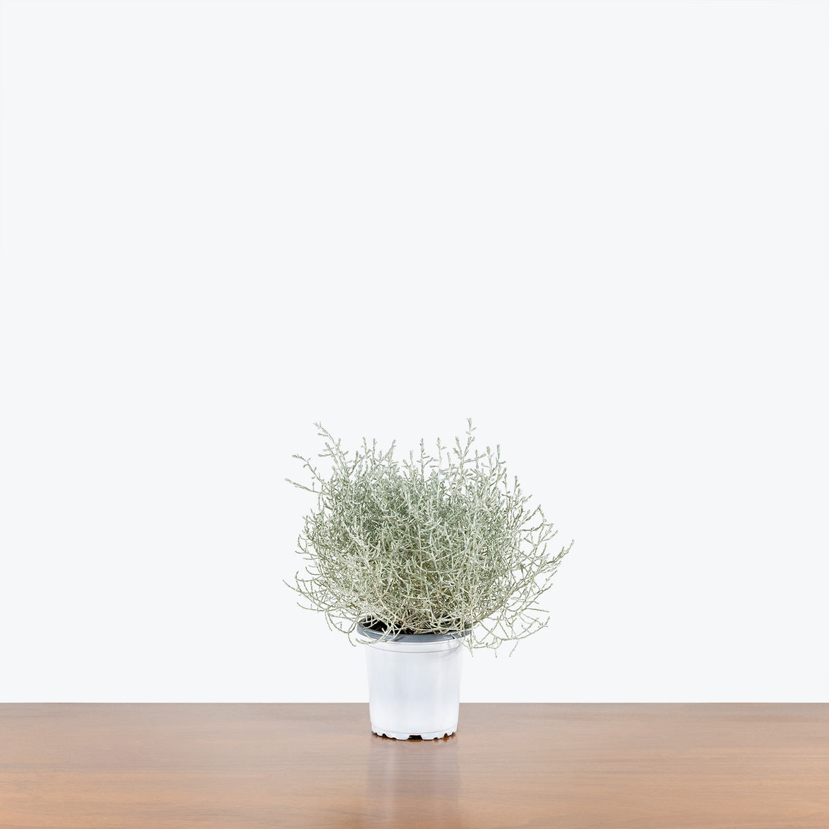 Calocephalus Brownii Silver Bush - House Plants Delivery Toronto Canada ...