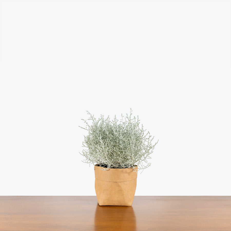 Calocephalus Brownii Silver Bush - House Plants Delivery Toronto Canada ...