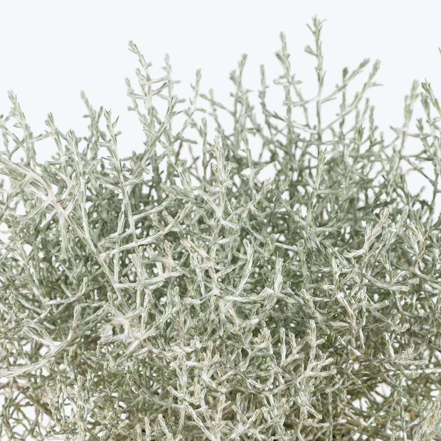 Calocephalus Brownii Silver Bush - House Plants Delivery Toronto Canada ...