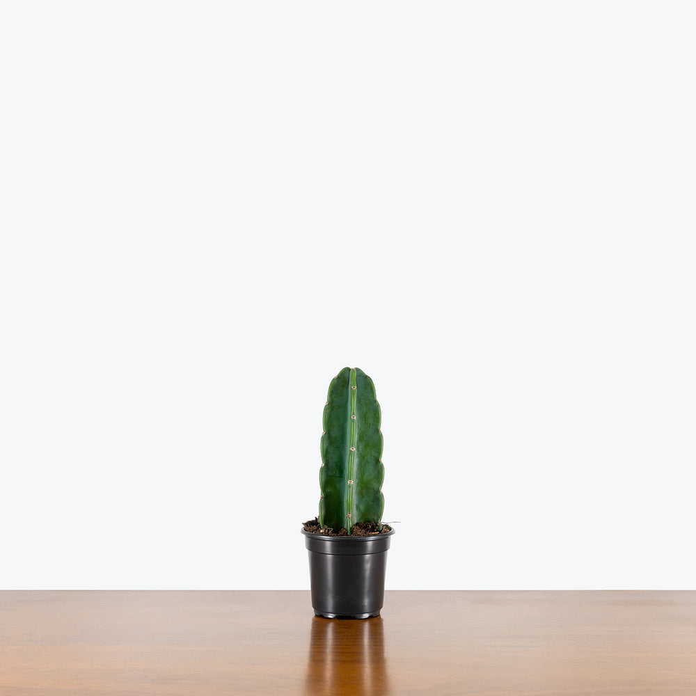 Cuddly Cactus | Cereus Jamacaru | Care Guide and Pro Tips - Delivery ...