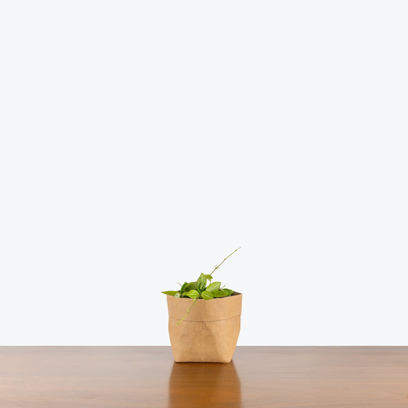 Dischidia Ovata Watermelon | Care Guide and Pro Tips - Delivery from ...