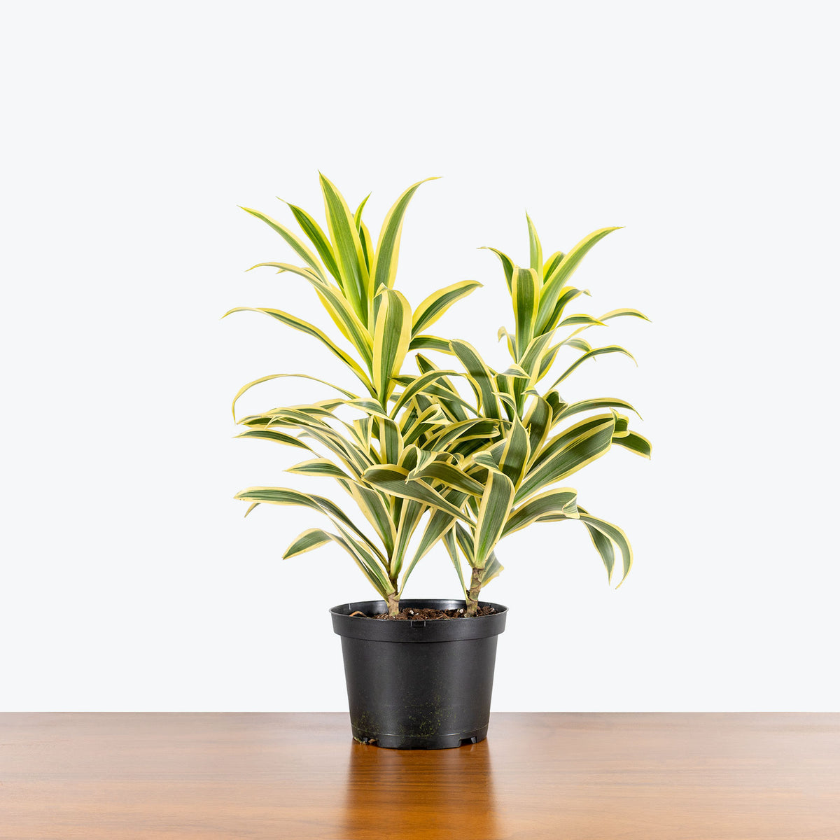 Dracaena Reflexa Variegata - Song of India - House Plants Delivery ...