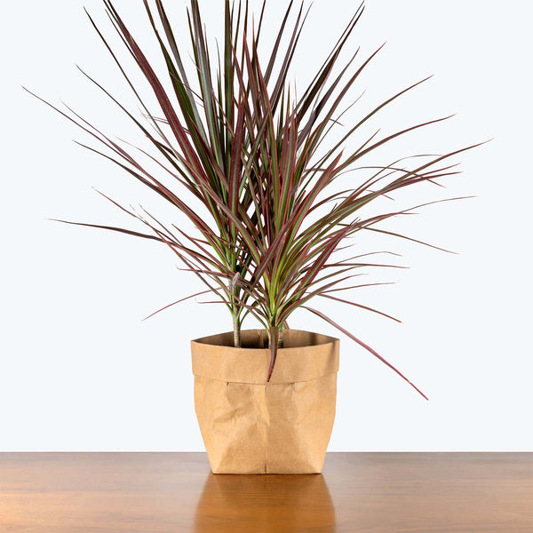dracaena marginata red edged multi stem