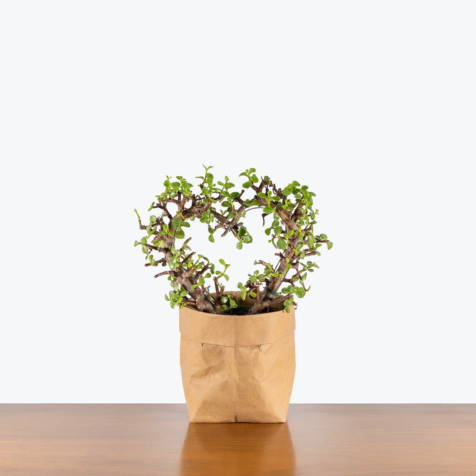 Dwarf Jade Heart Bonsai | Care Guide and Pro Tips - Delivery from ...