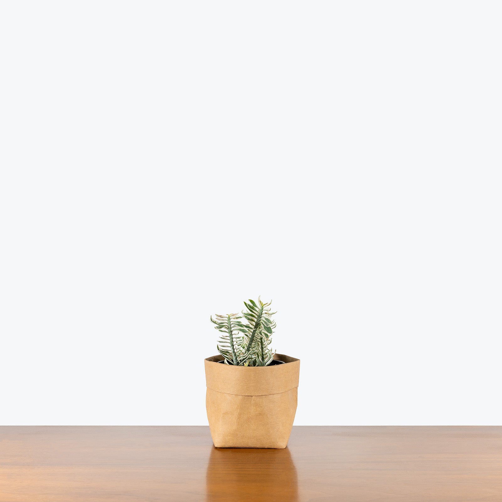 Euphorbia Tithymaloides Nana Variegata | Variegated Dwarf Devil’s ...