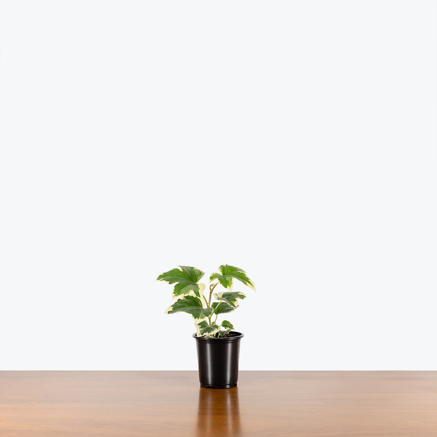 Fatshedera Variegated Pia | Care Guide and Pro Tips - Delivery from ...