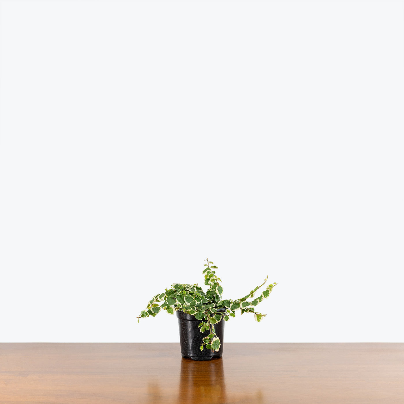 Ficus Pumila Variegata | Variegated Creeping Fig | Care Guide and Pro ...