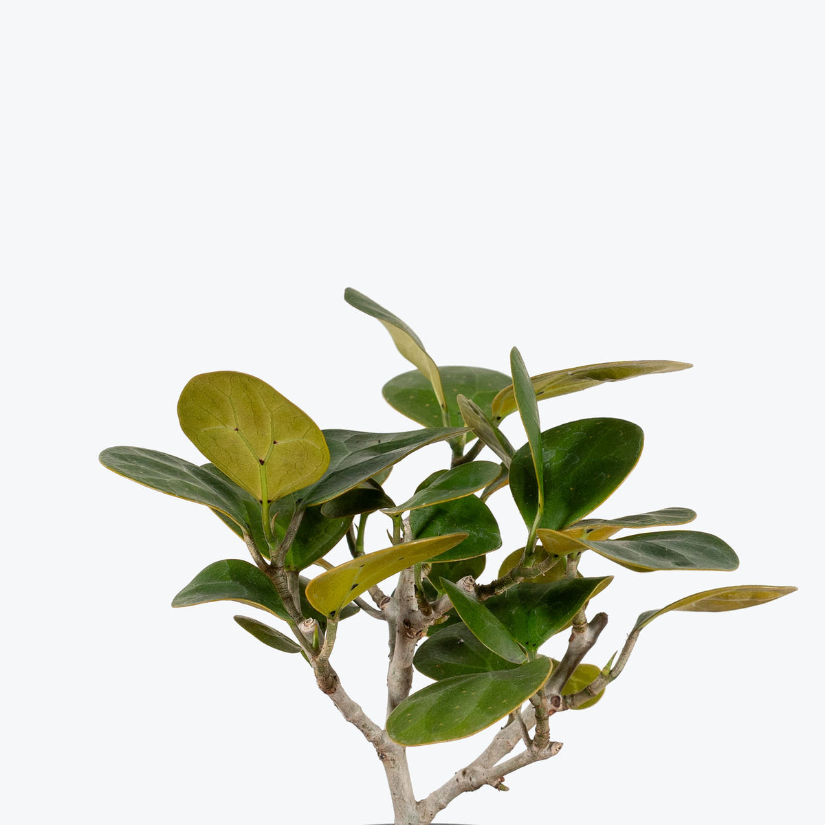 Ficus Diversifolia | Care Guide and Pro Tips - Delivery from Toronto ...