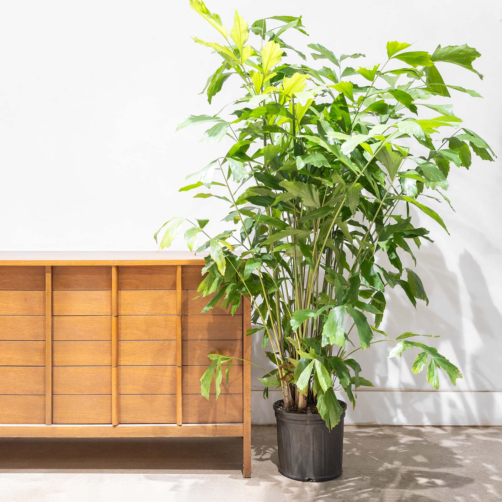 Fishtail Palm | Care Guide and Pro Tips - Delivery from Toronto across ...