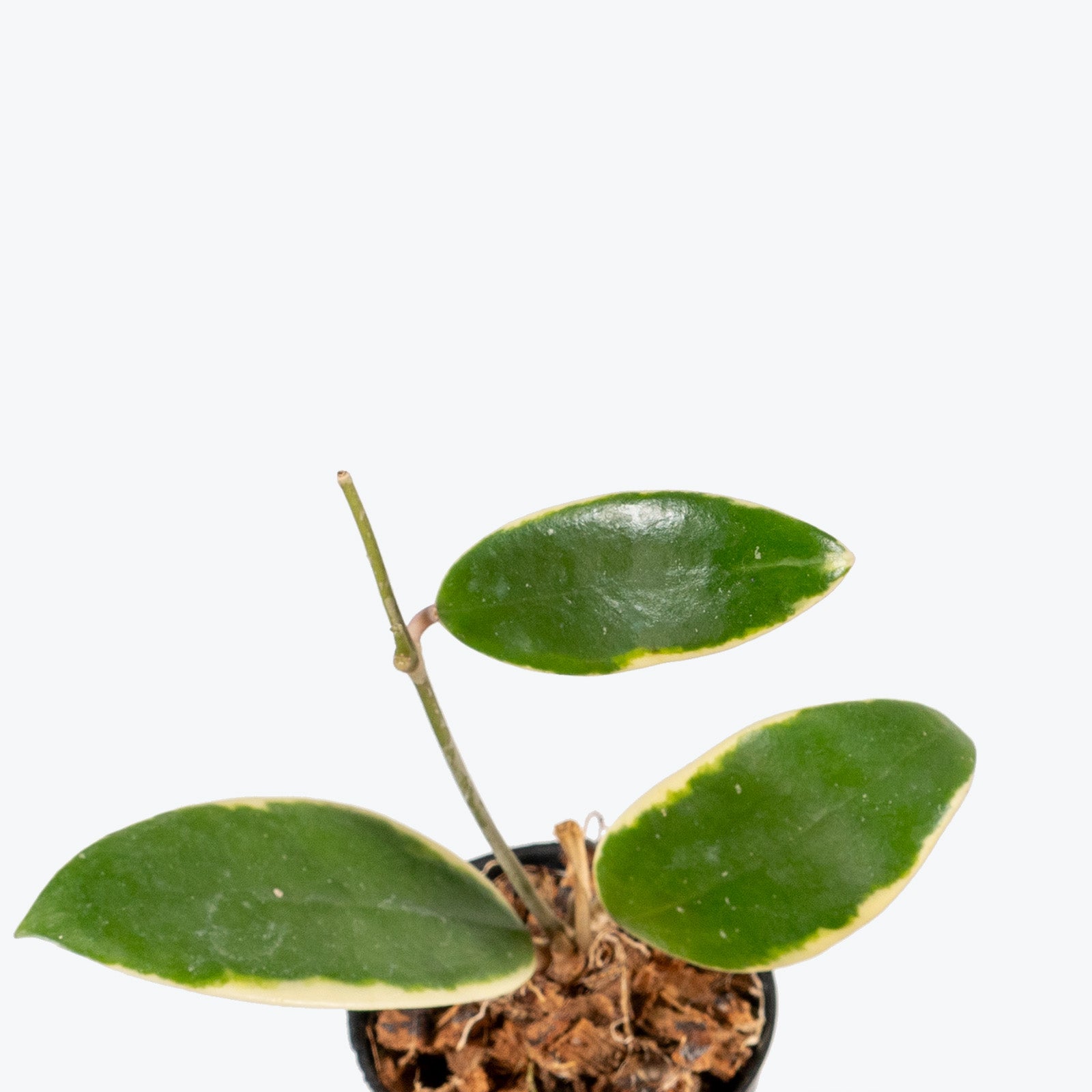 Hoya Acuta Variegata | Care Guide and Pro Tips - Delivery from Toronto ...