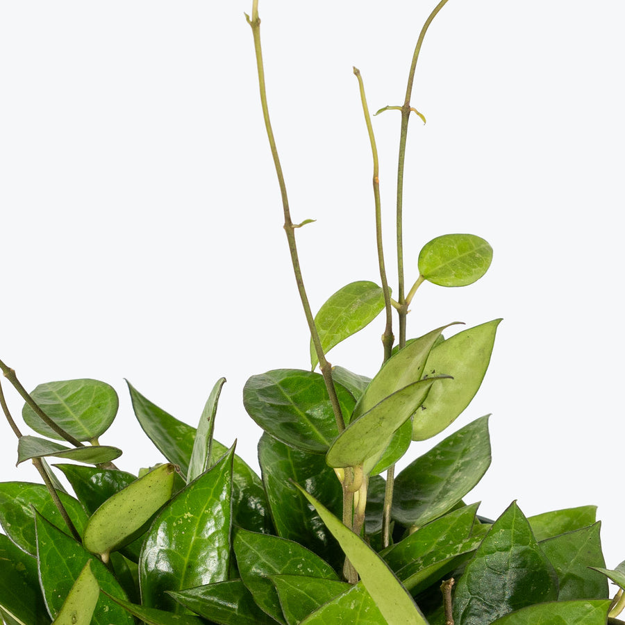 Hoya Parasitica Black Margin | Care Guide and Pro Tips - Delivery from ...