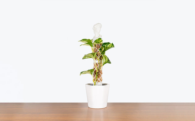The Ultimate Houseplant Lighting Guide: Light Requirements Explained ...