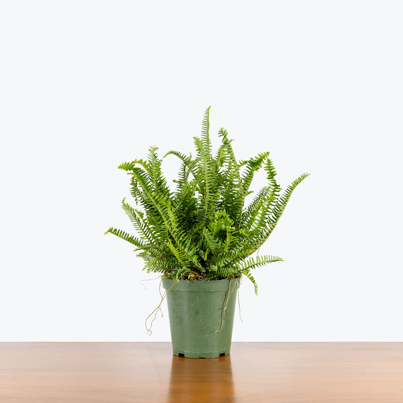 Kimberly Queen Fern - Toronto's Online Plant Store - Delivering Across ...