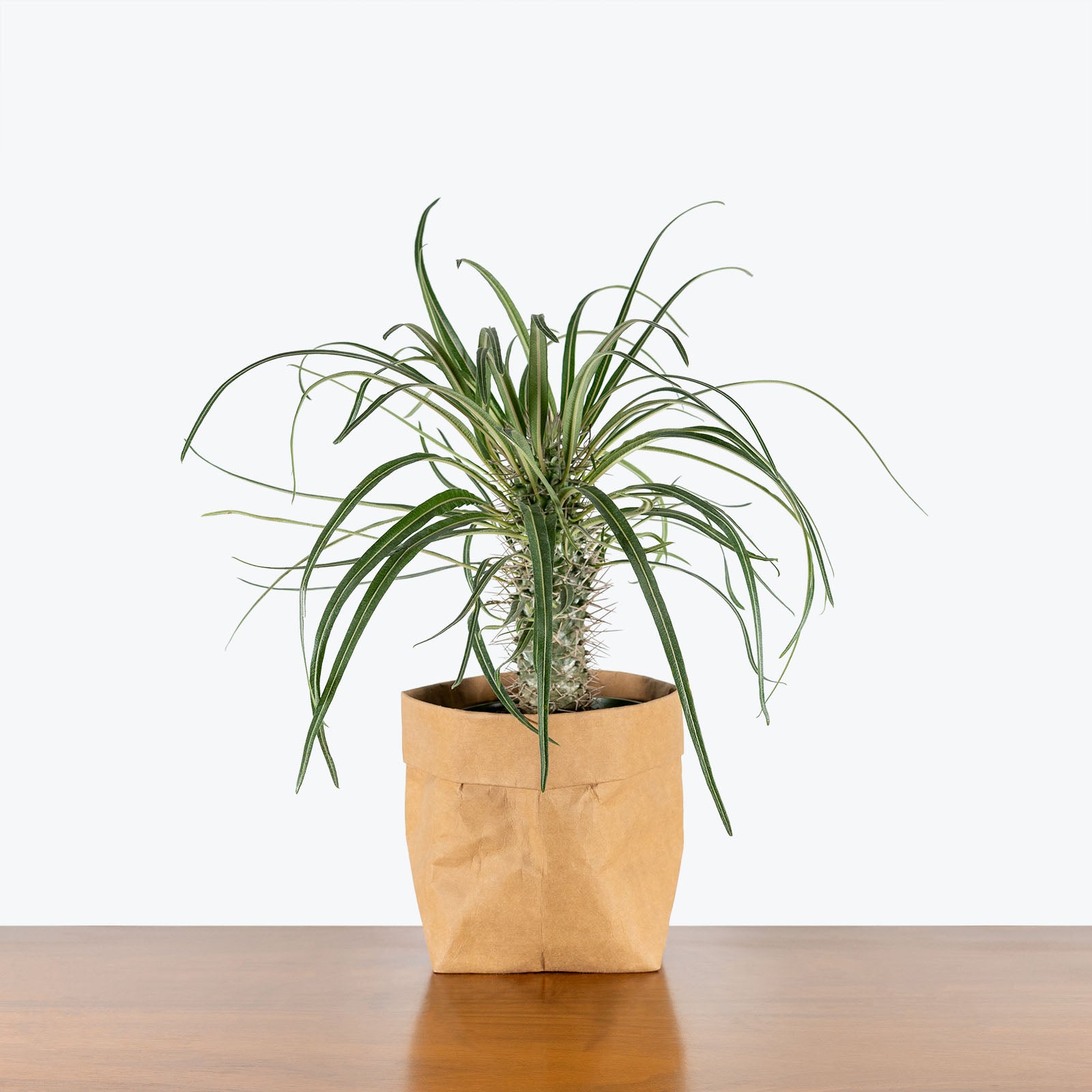 Madagascar Palm - Pachypodium Lamerei - House Plants Delivery Toronto ...