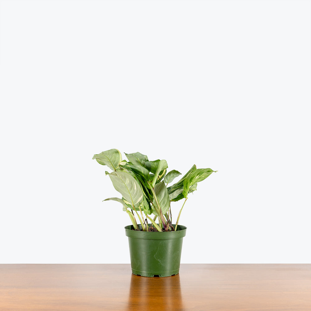 Maranta Variegated Prayer Plant - Maranta leuconeura var. kerchoveana ...