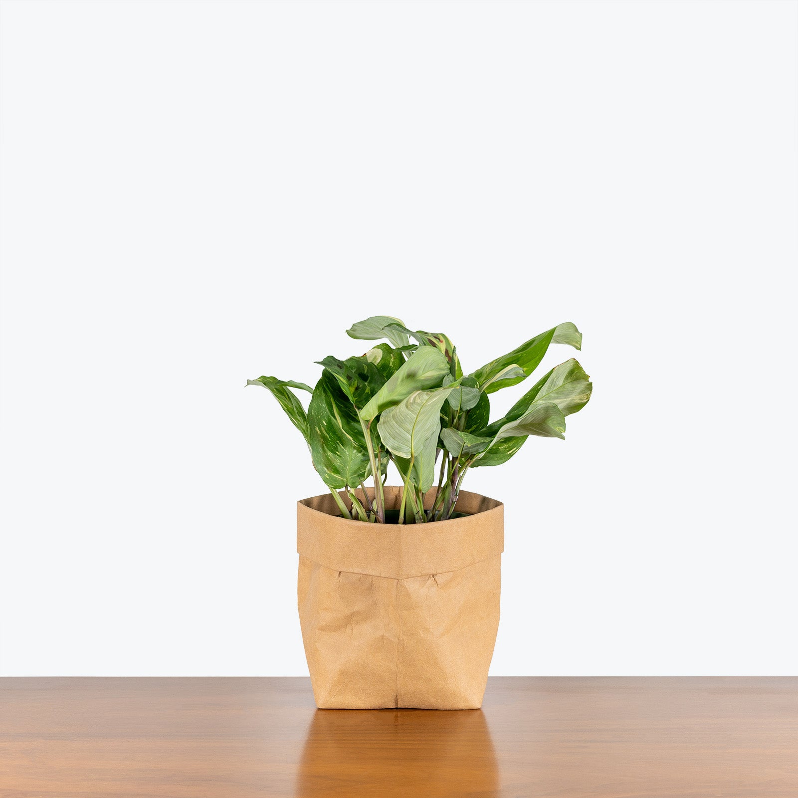 Maranta Variegated Prayer Plant - Maranta leuconeura var. kerchoveana ...