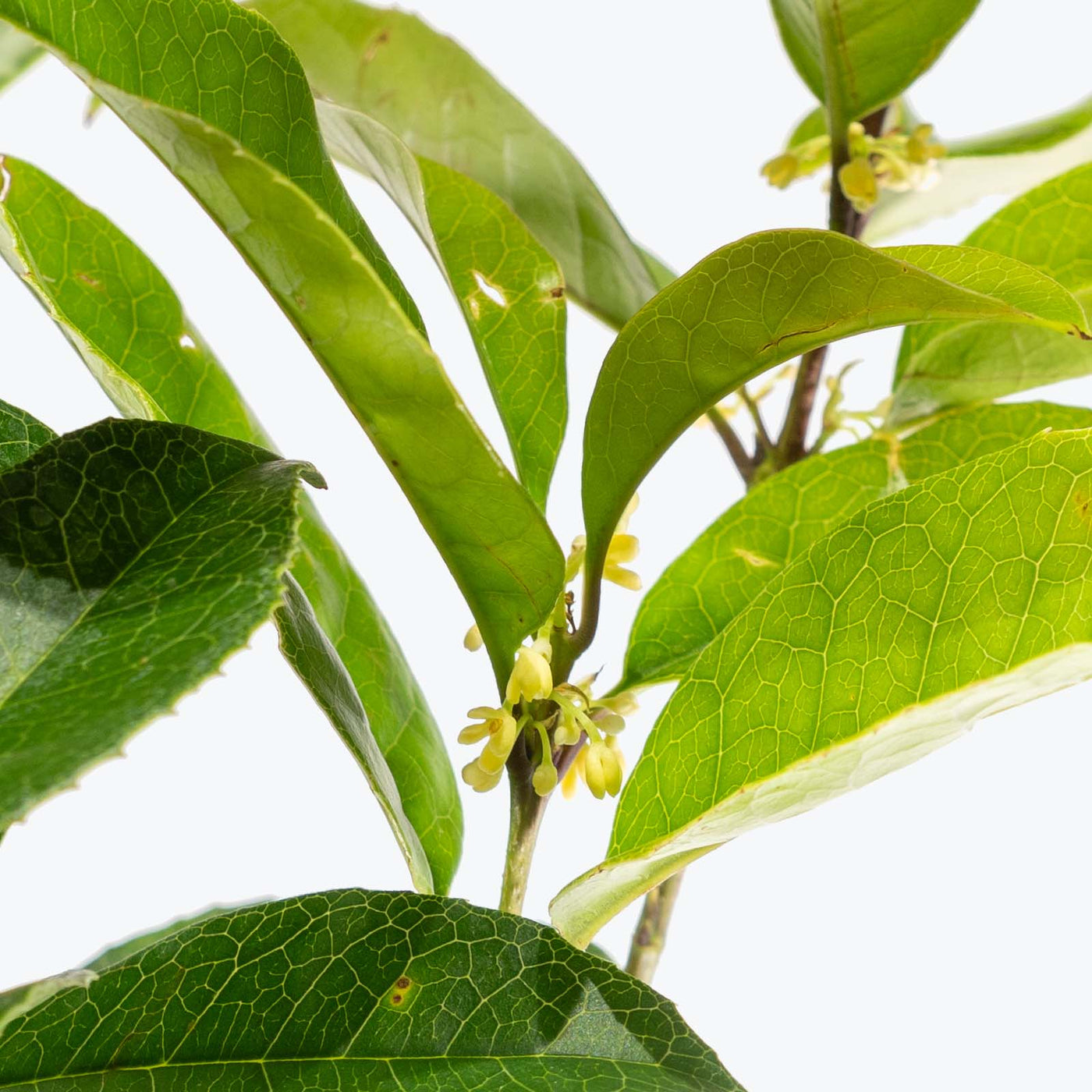 Osmanthus Plant | Care Guide and Pro Tips - Delivery from Toronto ...