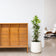 Osmanthus Plant | Care Guide and Pro Tips - Delivery from Toronto ...