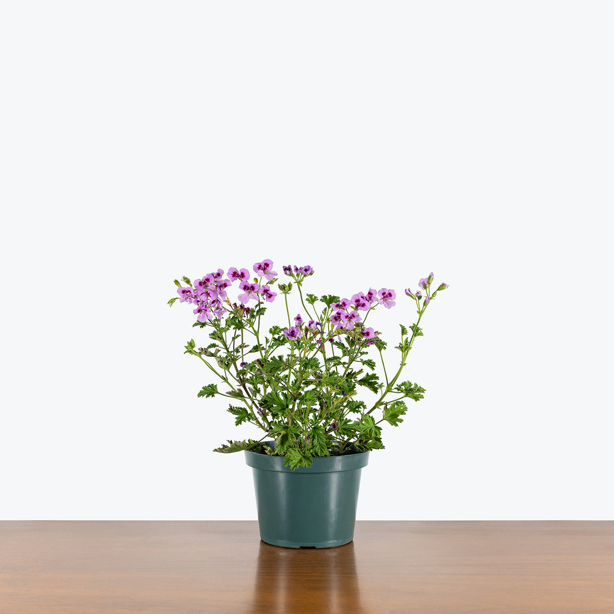 Pelargonium Mosquitaway Eva | Care Guide and Pro Tips - Delivery from ...