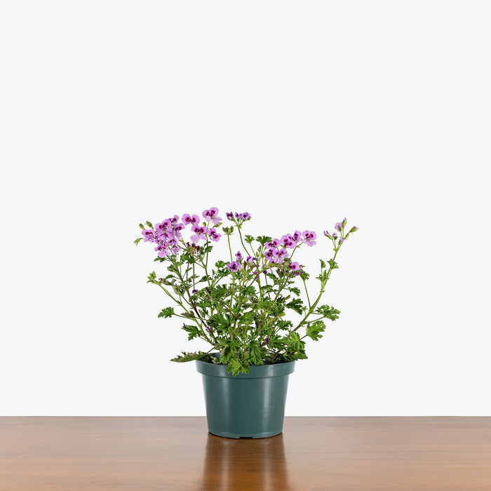 Pelargonium Mosquitaway Eva | Care Guide and Pro Tips - Delivery from ...