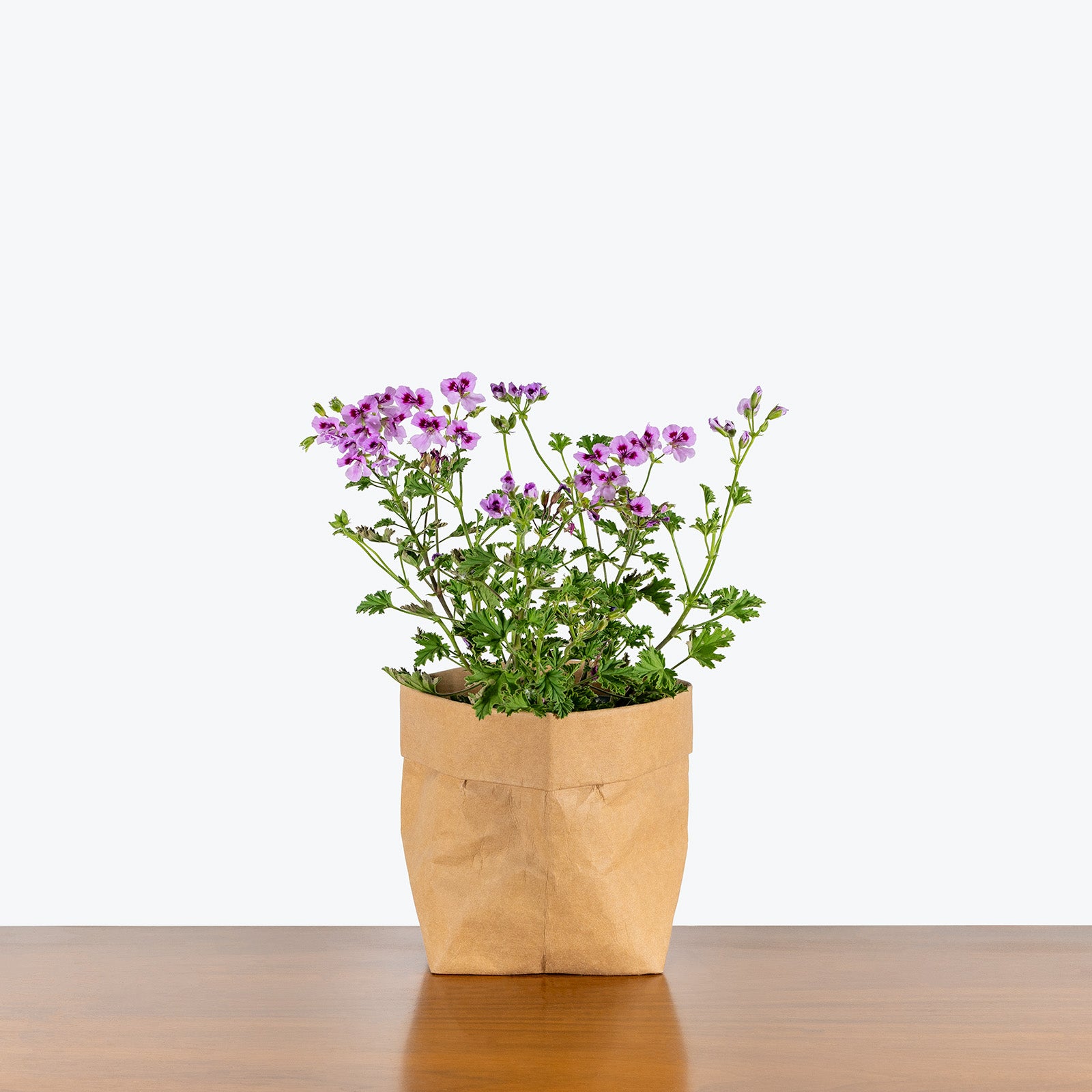 Pelargonium Mosquitaway Eva | Care Guide and Pro Tips - Delivery from ...