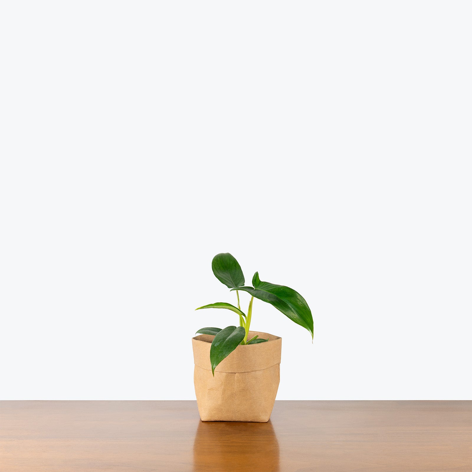 Philodendron Glad Hands | Indoor Tropical Plants & Houseplants for ...