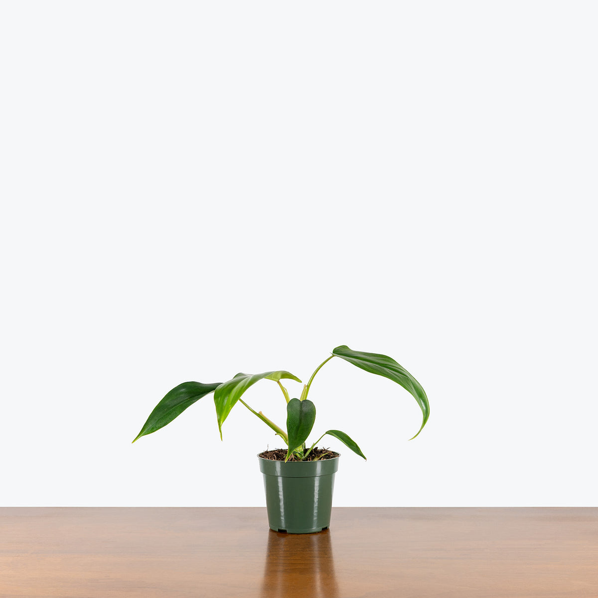 Philodendron 69686 Bette Waterbury | Care Guide and Pro Tips - Delivery ...