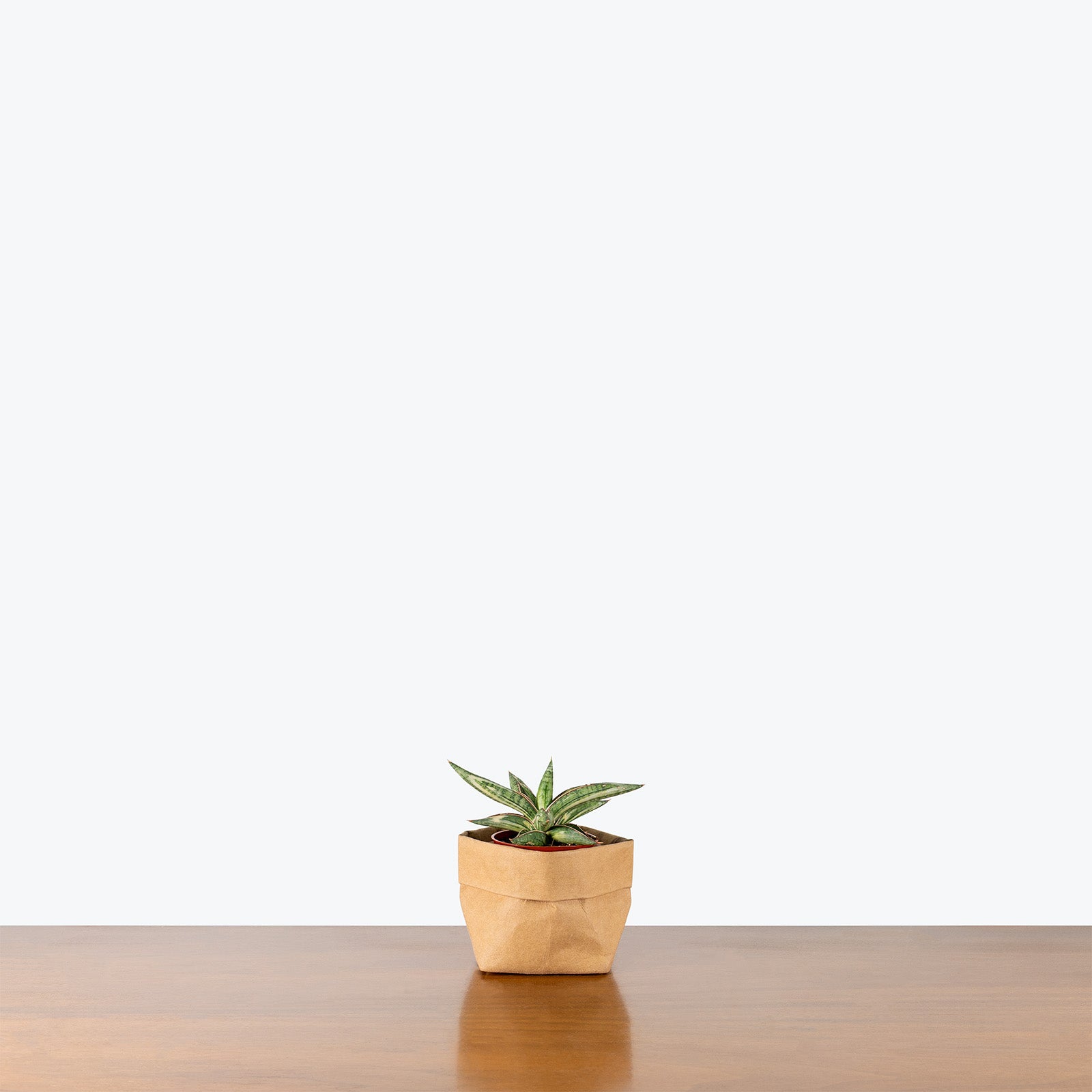 Sansevieria Lavranos Blue Clone Variegated | Low Light Plants ...