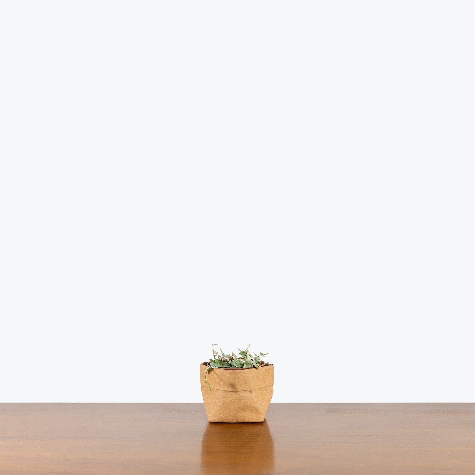 String of Arrows Variegata | Care Guide and Pro Tips - Delivery from ...