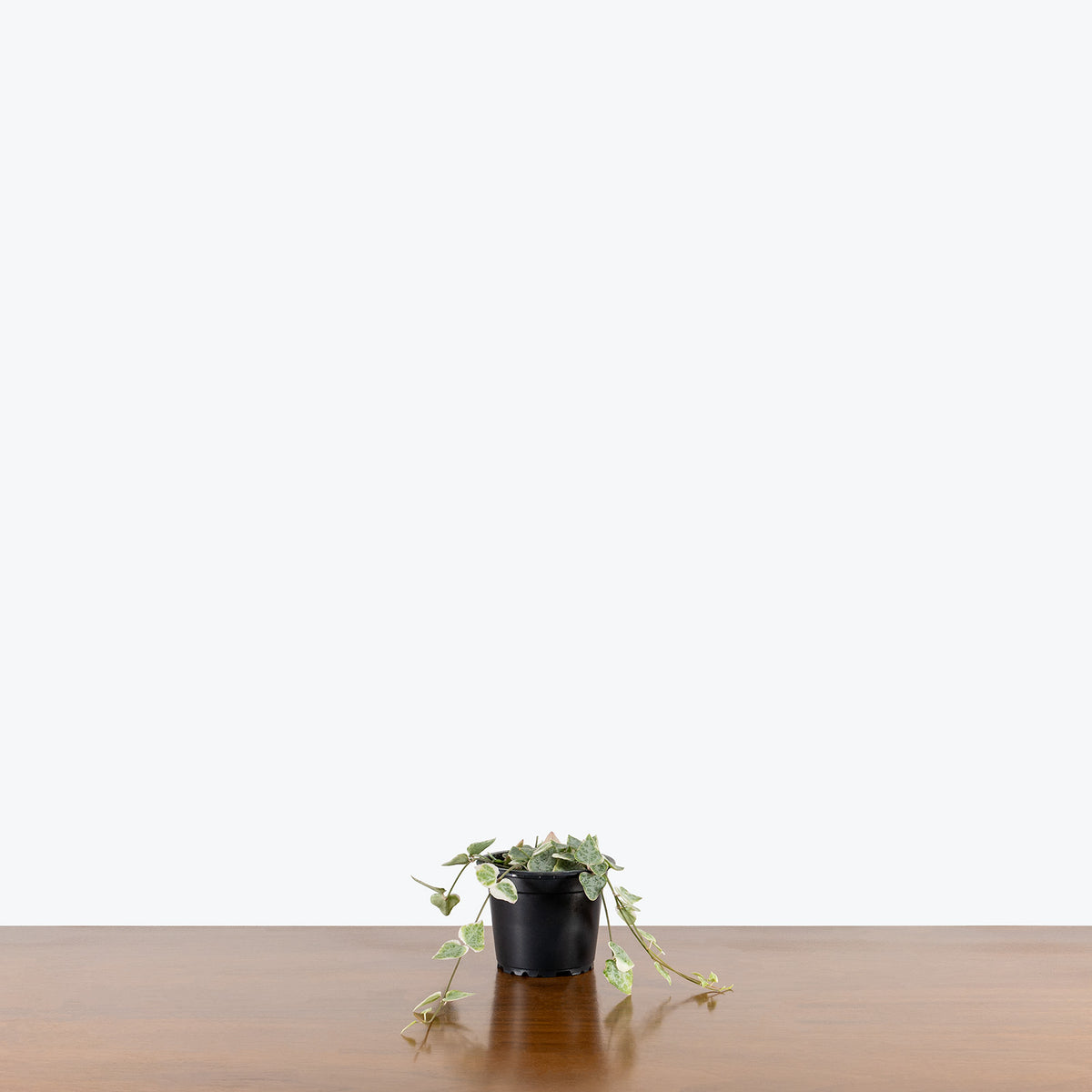 String of Spades Variegated | Care Guide and Pro Tips - Delivery from ...