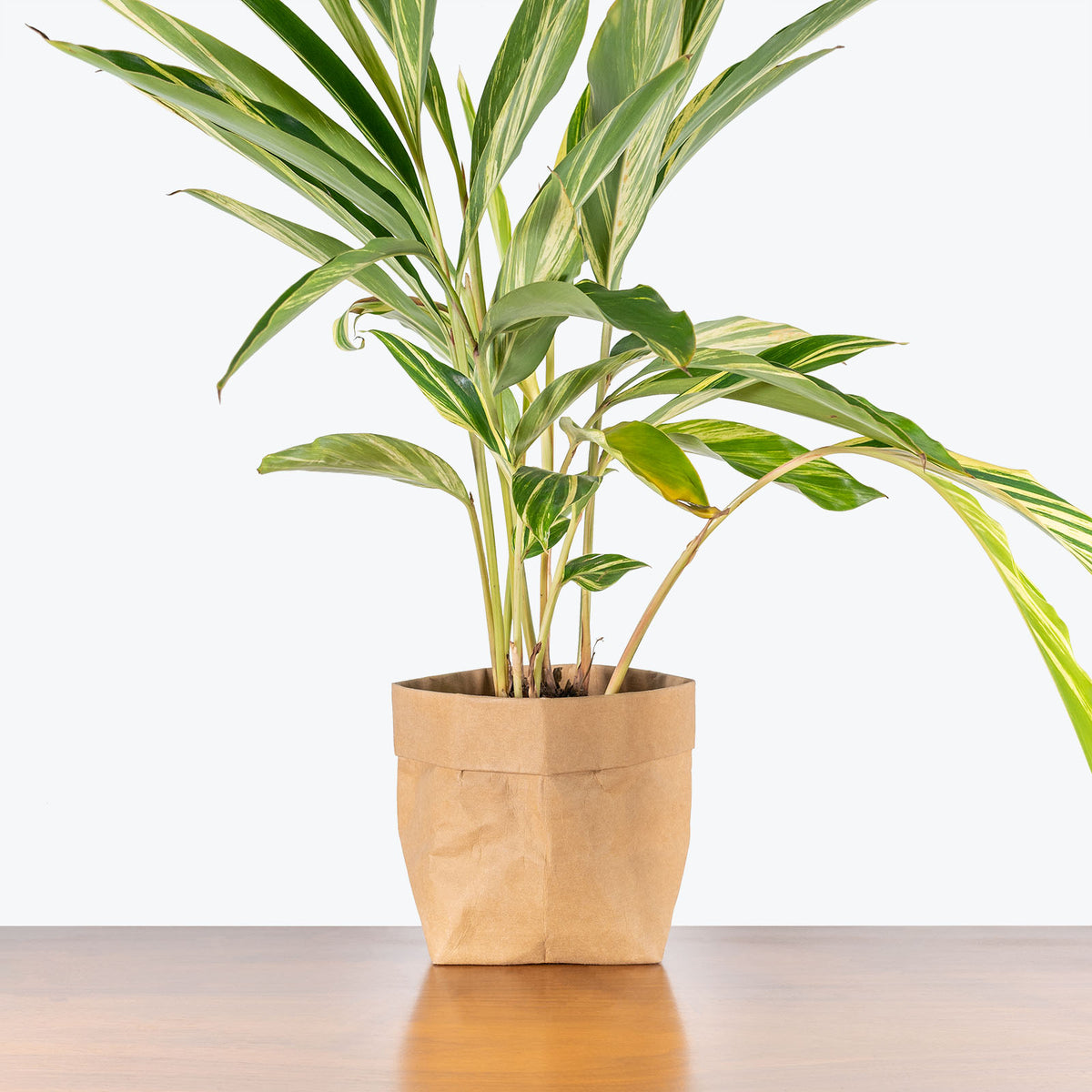 Variegated Shell Ginger - Alpinia zerumbet Variegata - House Plants ...