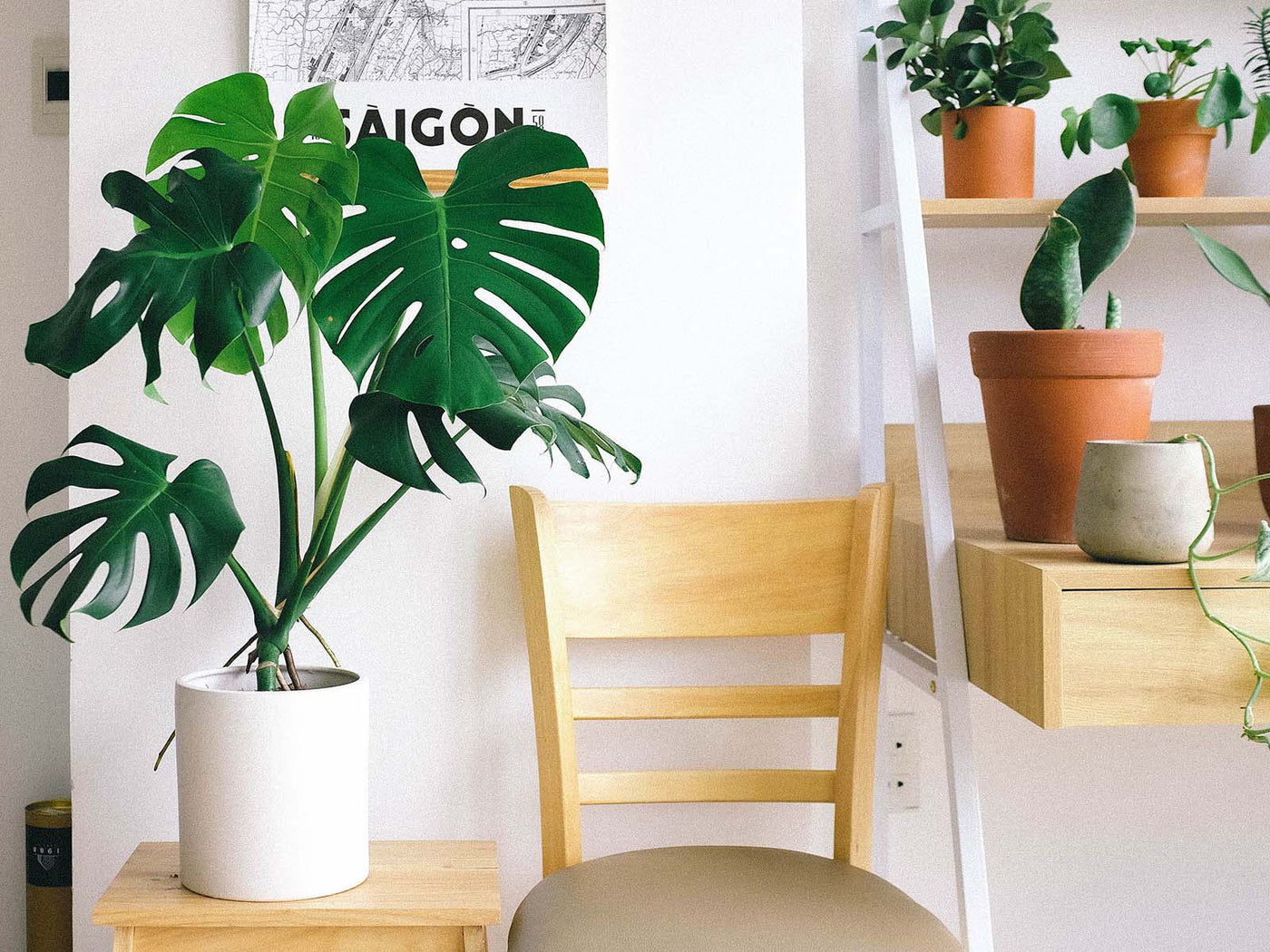 Top 10 Best Indoor House Plants for Your Home - JOMO Studio