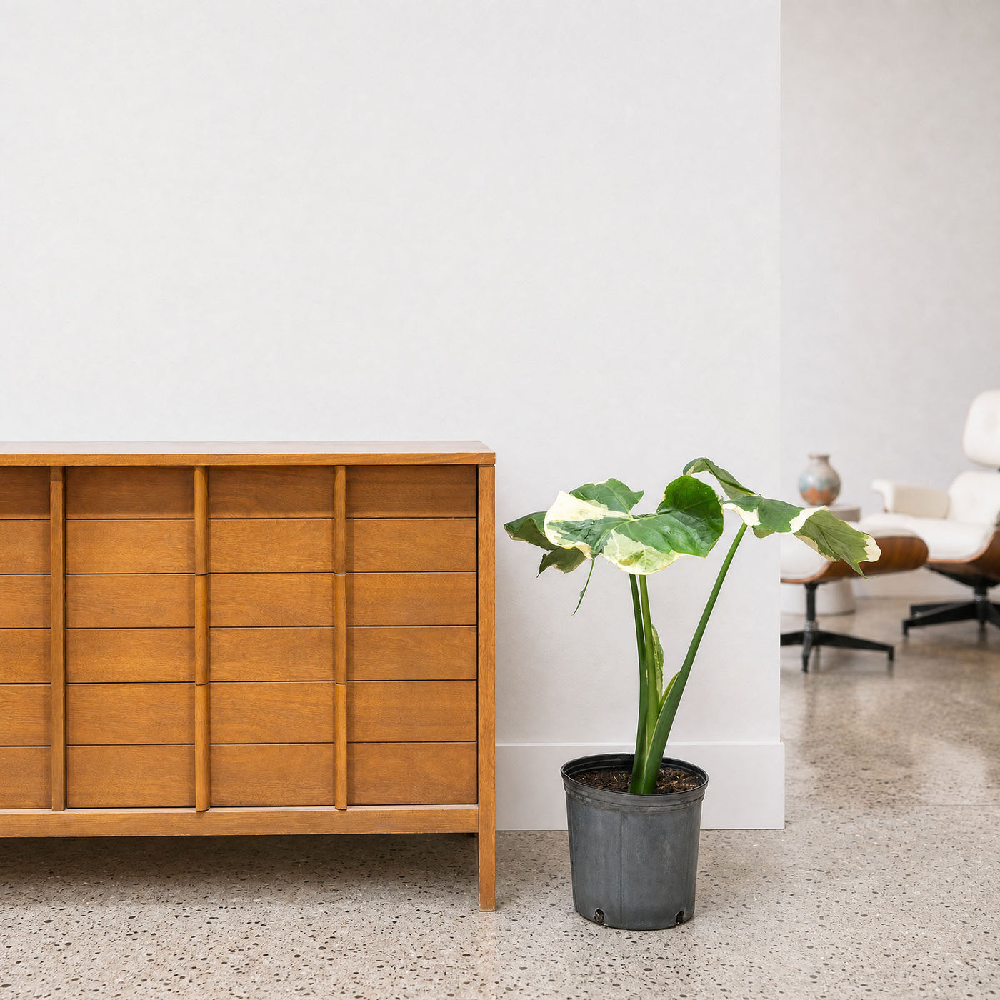 Alocasia Mickey Mouse - House Plants Delivery Toronto - JOMO Studio