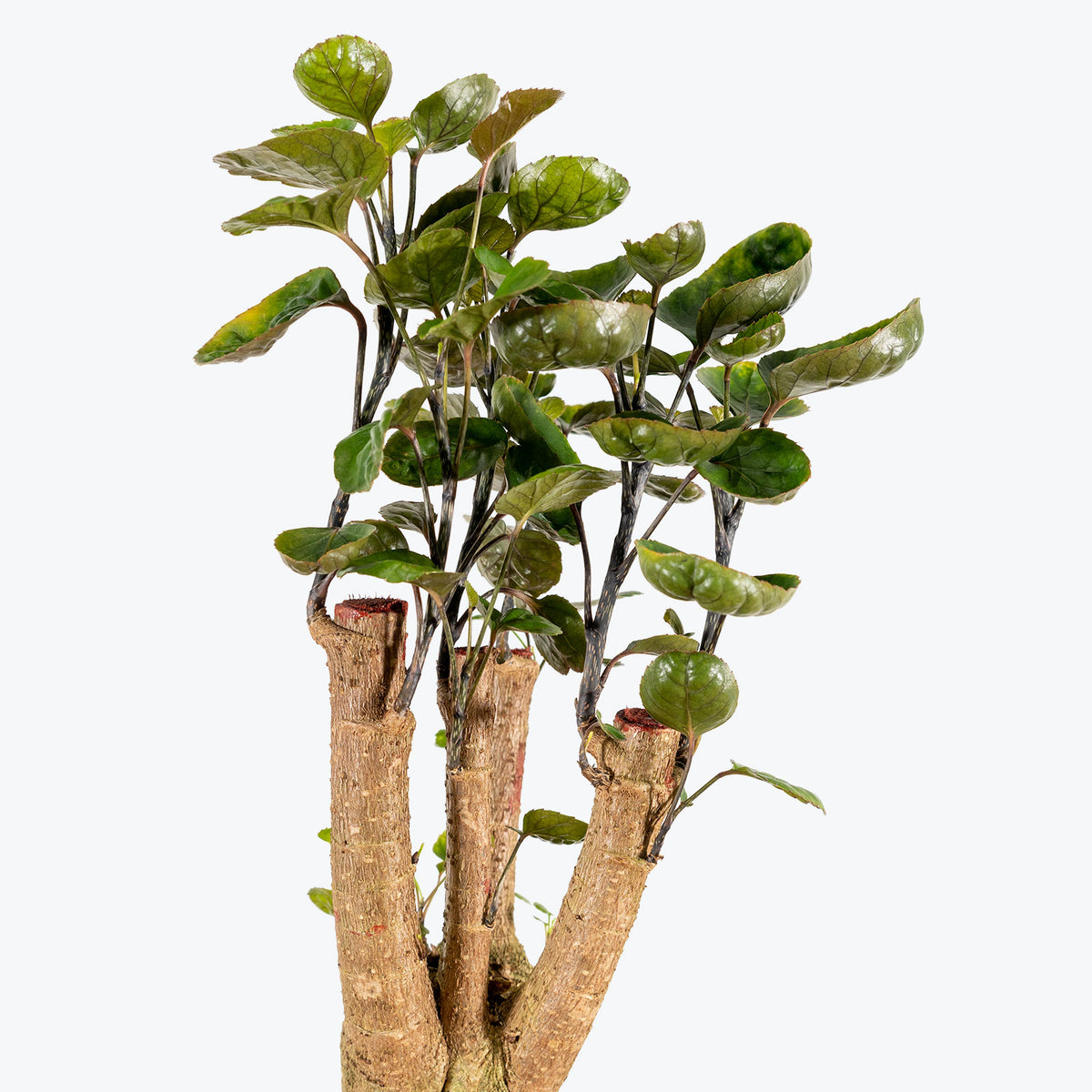 Indoor House Plants - House Plant Delivery - From Toronto Across Canada ...