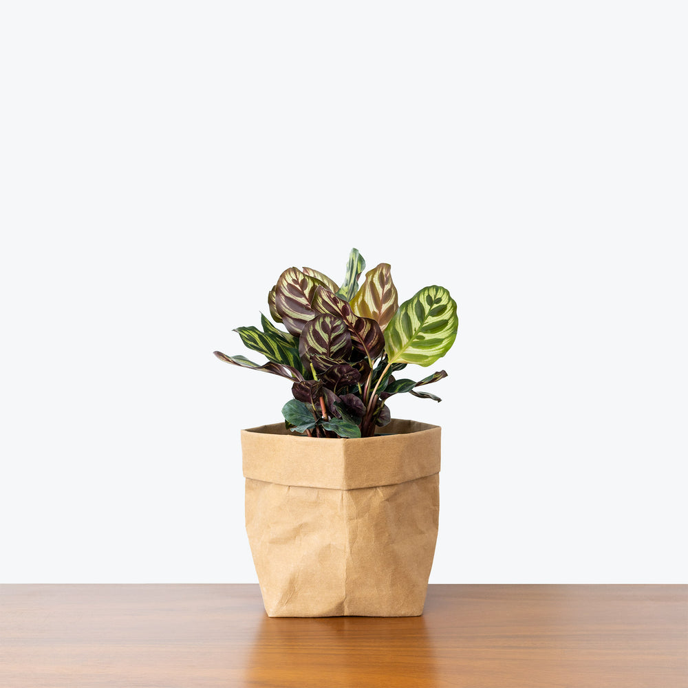Indoor House Plant Delivery | From Toronto Across Canada - JOMO Studio ...