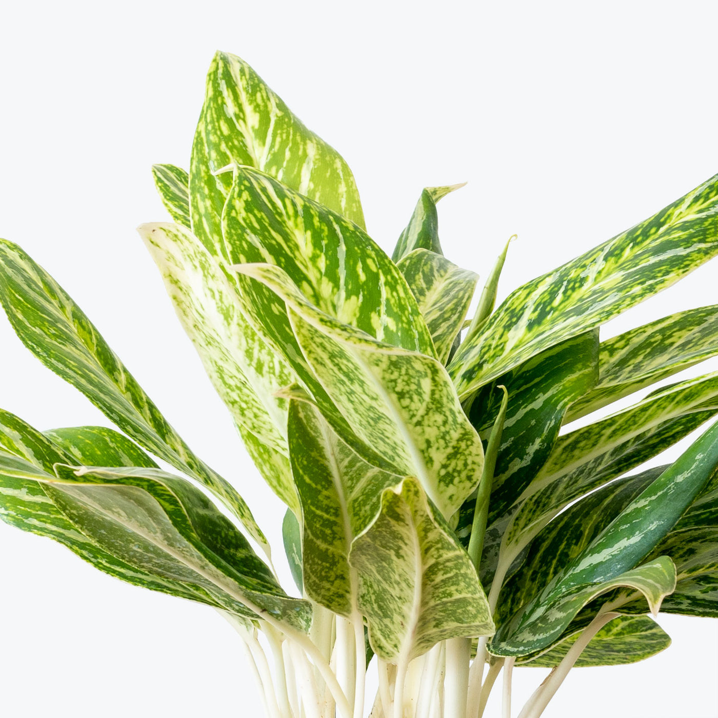 Chinese Evergreen Aglaonema Golden Madonna - House Plants Delivery ...