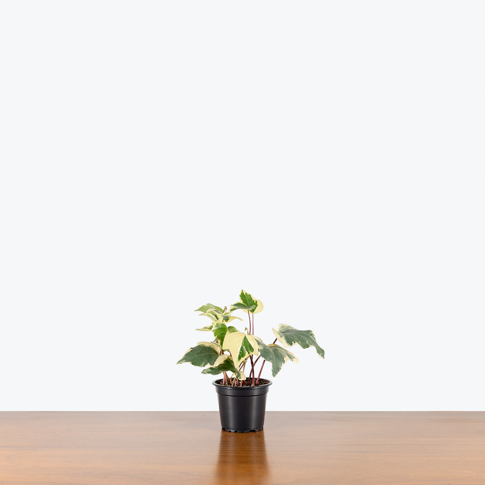 Ivy Marengo - Hedera algeriensis 'Gloire de Marengo' - House Plants ...