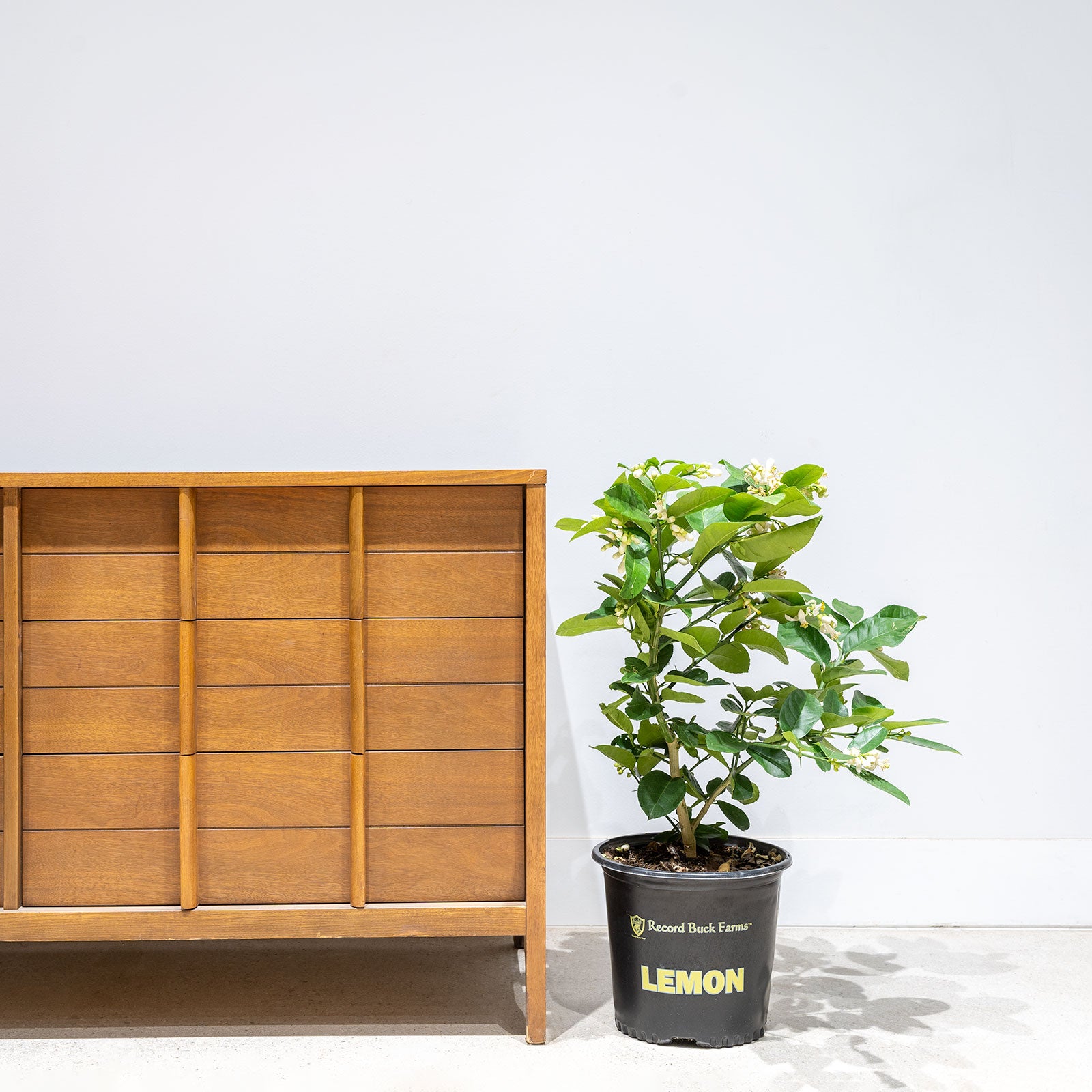 Lemon Tree - House Plants Delivery Toronto - JOMO Studio