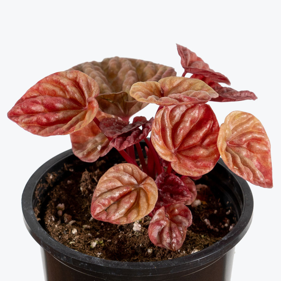 Peperomia Quito - Peperomia Caperata Quito - House Plants Delivery ...