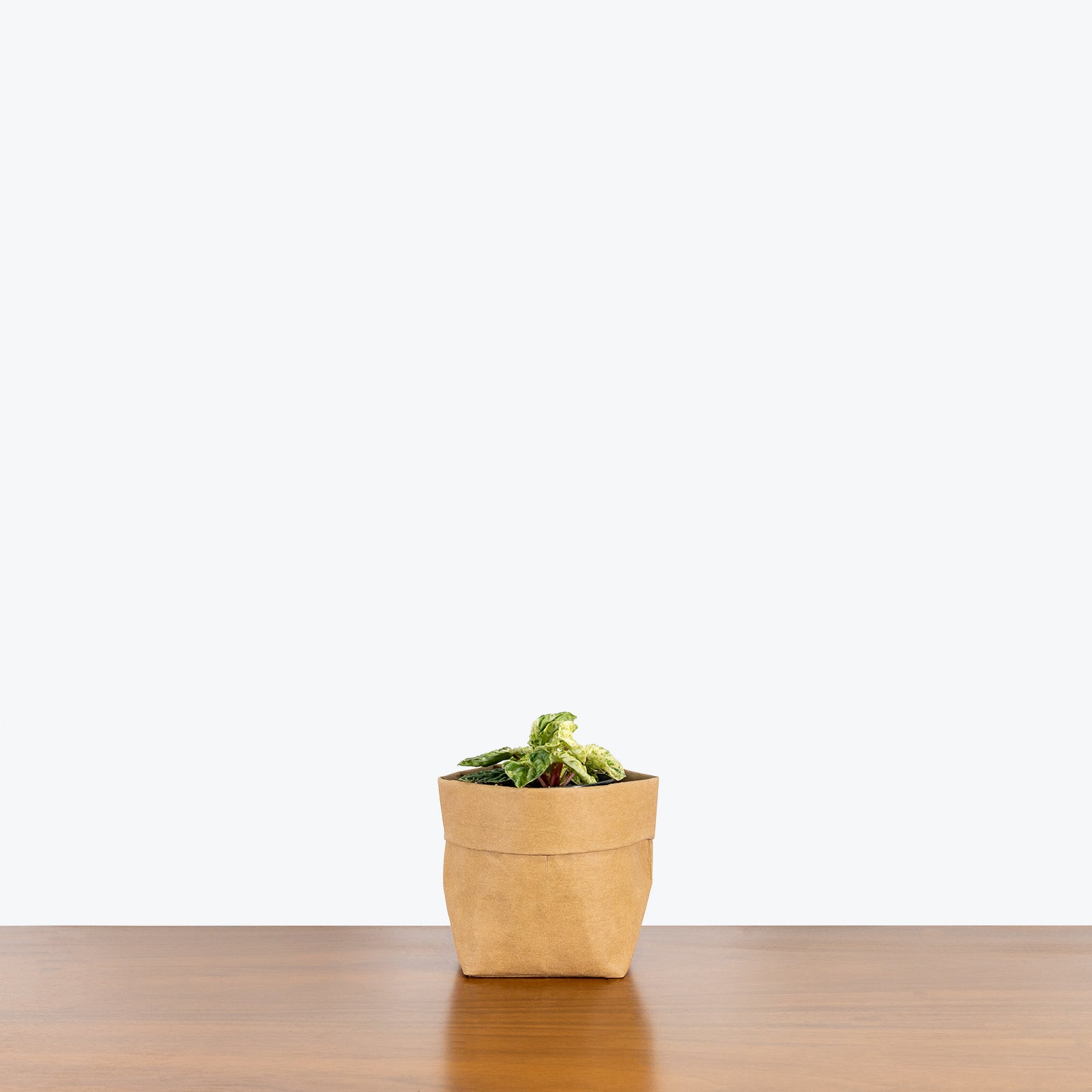 Peperomia Ripple Variegated - Peperomia Caperata Variegata- House ...