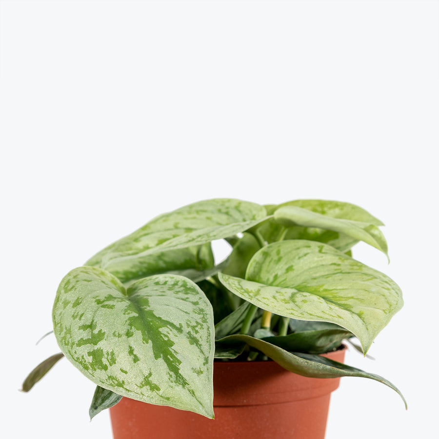 Scindapsus Pictus Exotica | Care Guide and Pro Tips - Delivery from ...