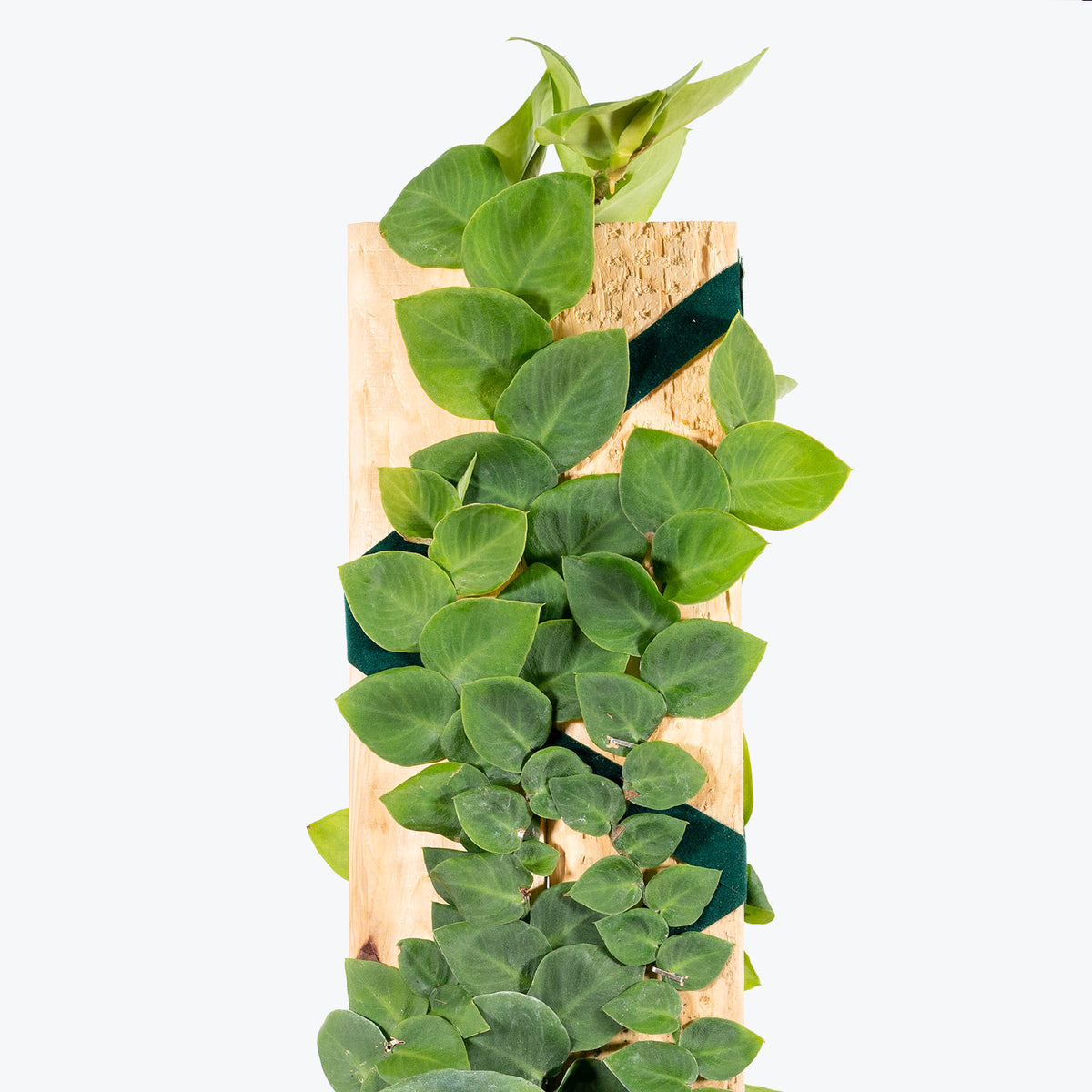 Shingle Plant - Rhaphidophora hayi - House Plants Delivery Toronto ...