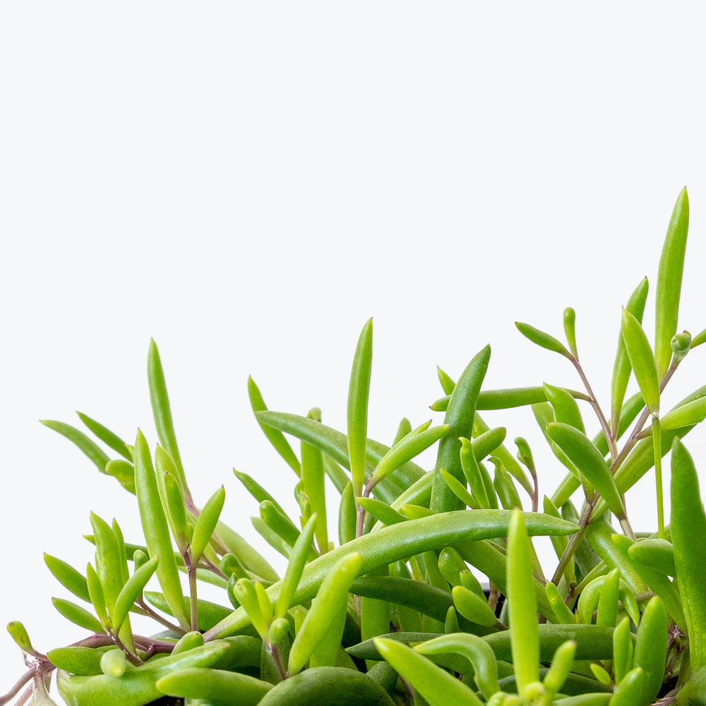 Indoor House Plant Delivery | From Toronto Across Canada - JOMO Studio ...