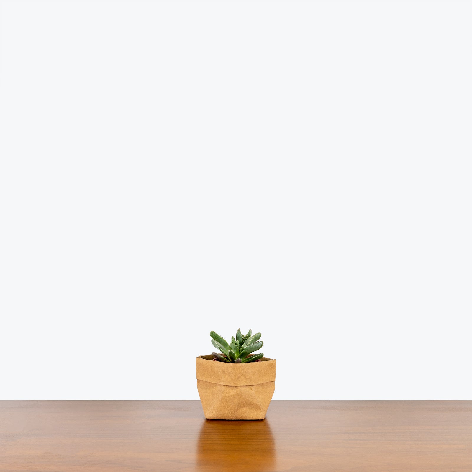 Tiger Jaws Succulent - Faucaria tigrina - House Plants Delivery Toronto ...